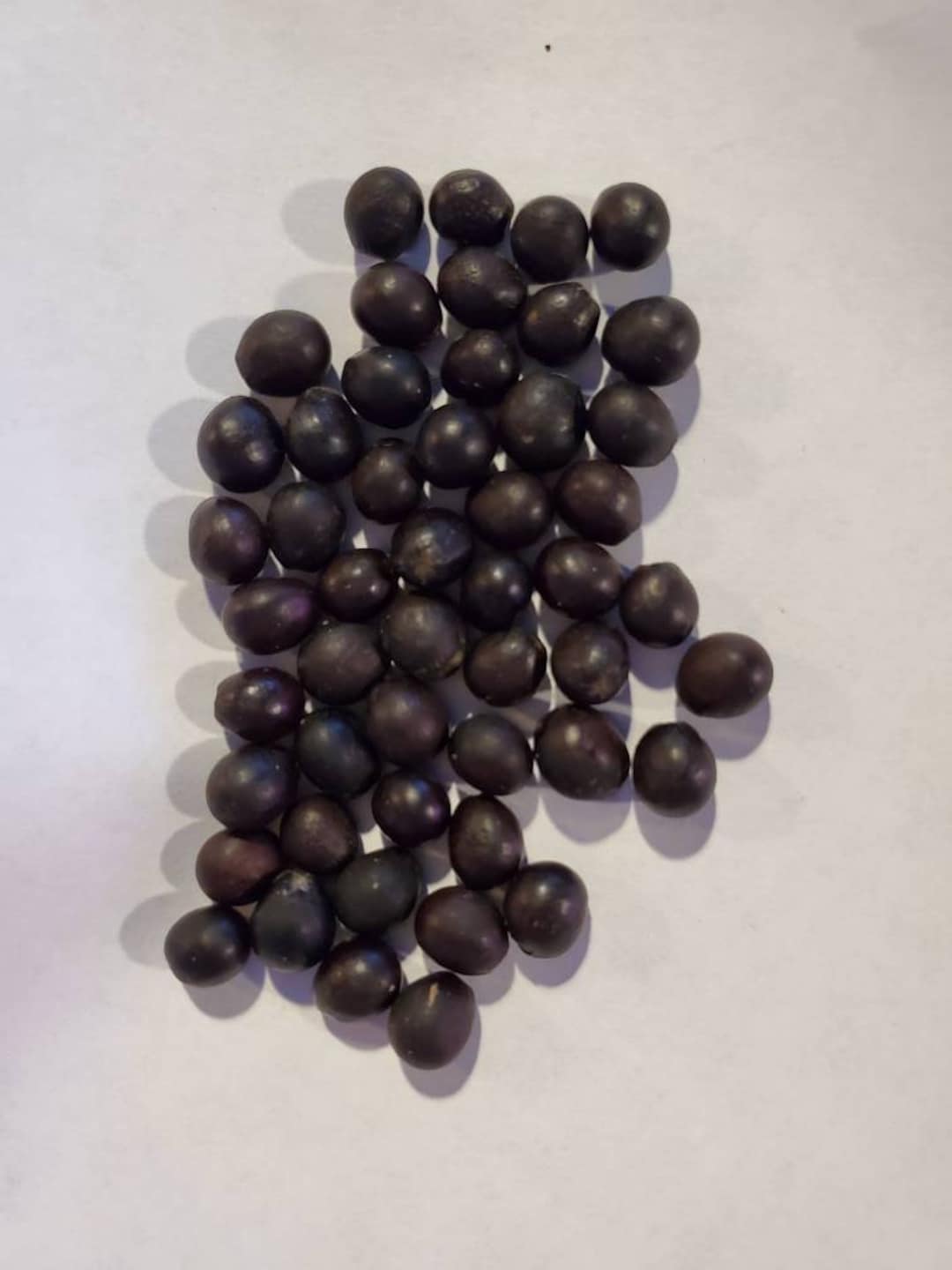 Soapberry Tree Nuts, Sapindus, Sapindaceae Nuts 20 Count Seeds Beads ...