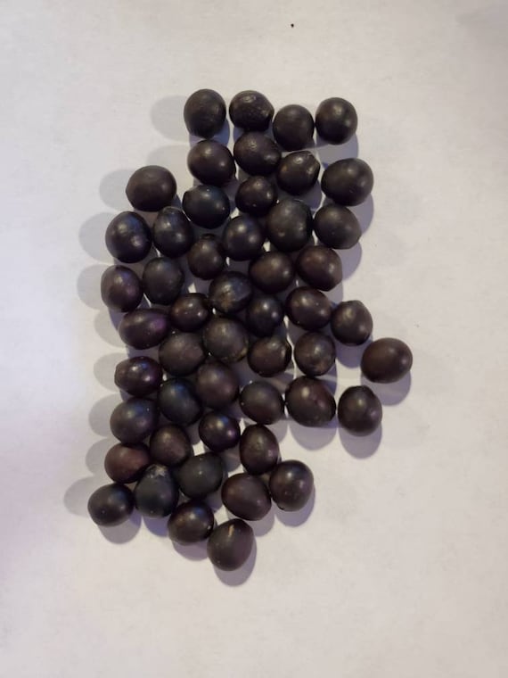 Soapberry Tree Nuts Sapindus Sapindaceae Nuts 20 Count Seeds | Etsy