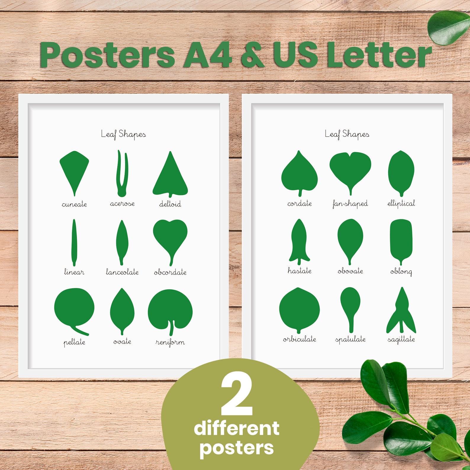 Botany Cabinet Montessori Cards and Posters - 18 Different Leaf Shapes ...