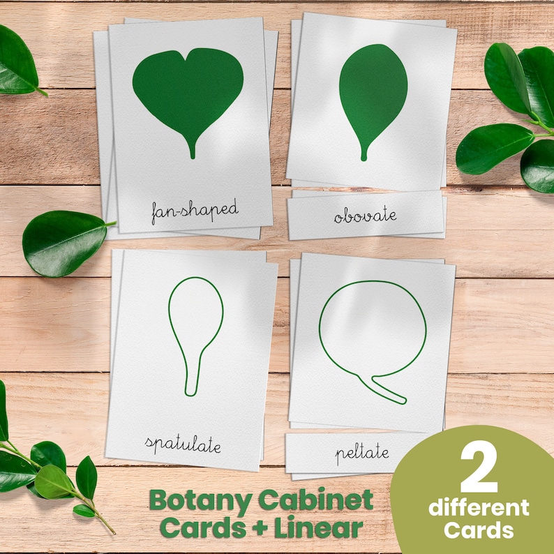 Botany Cabinet Montessori Cards and Posters - 18 Different Leaf Shapes ...