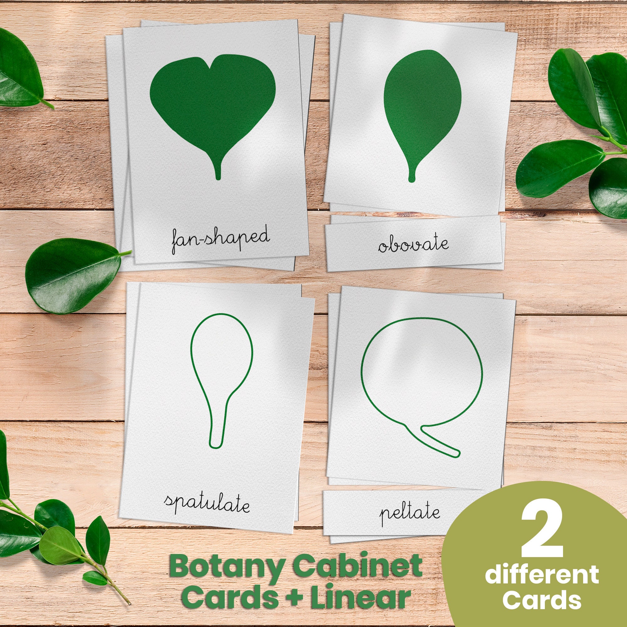 Botany Cabinet Montessori Cards and Posters - 18 Different Leaf Shapes ...