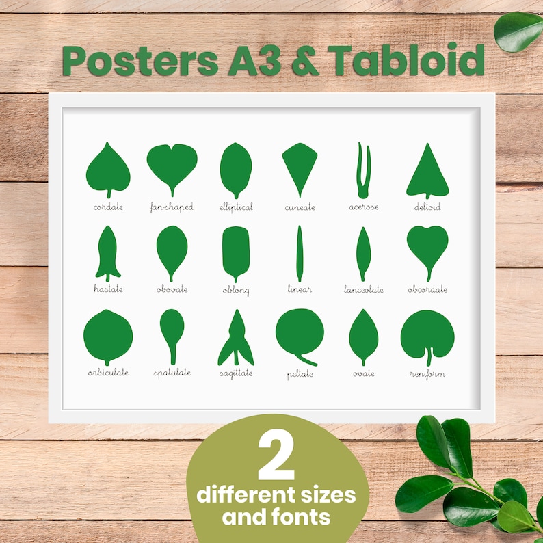 Botany Cabinet Montessori Cards and Posters - 18 Different Leaf Shapes ...