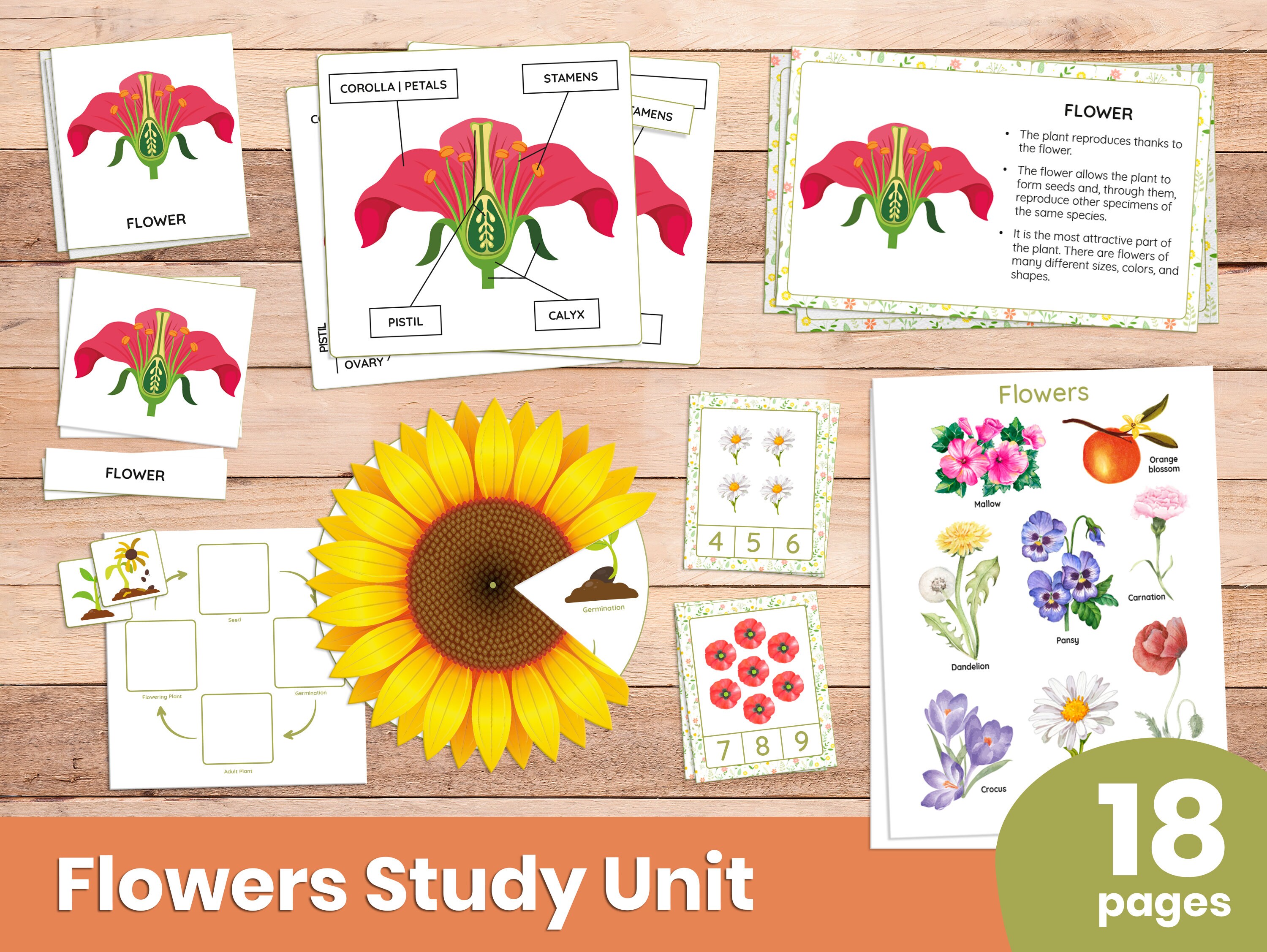 Flowers Unit Study - Printable to Learn About Flower Anatomy, Life ...
