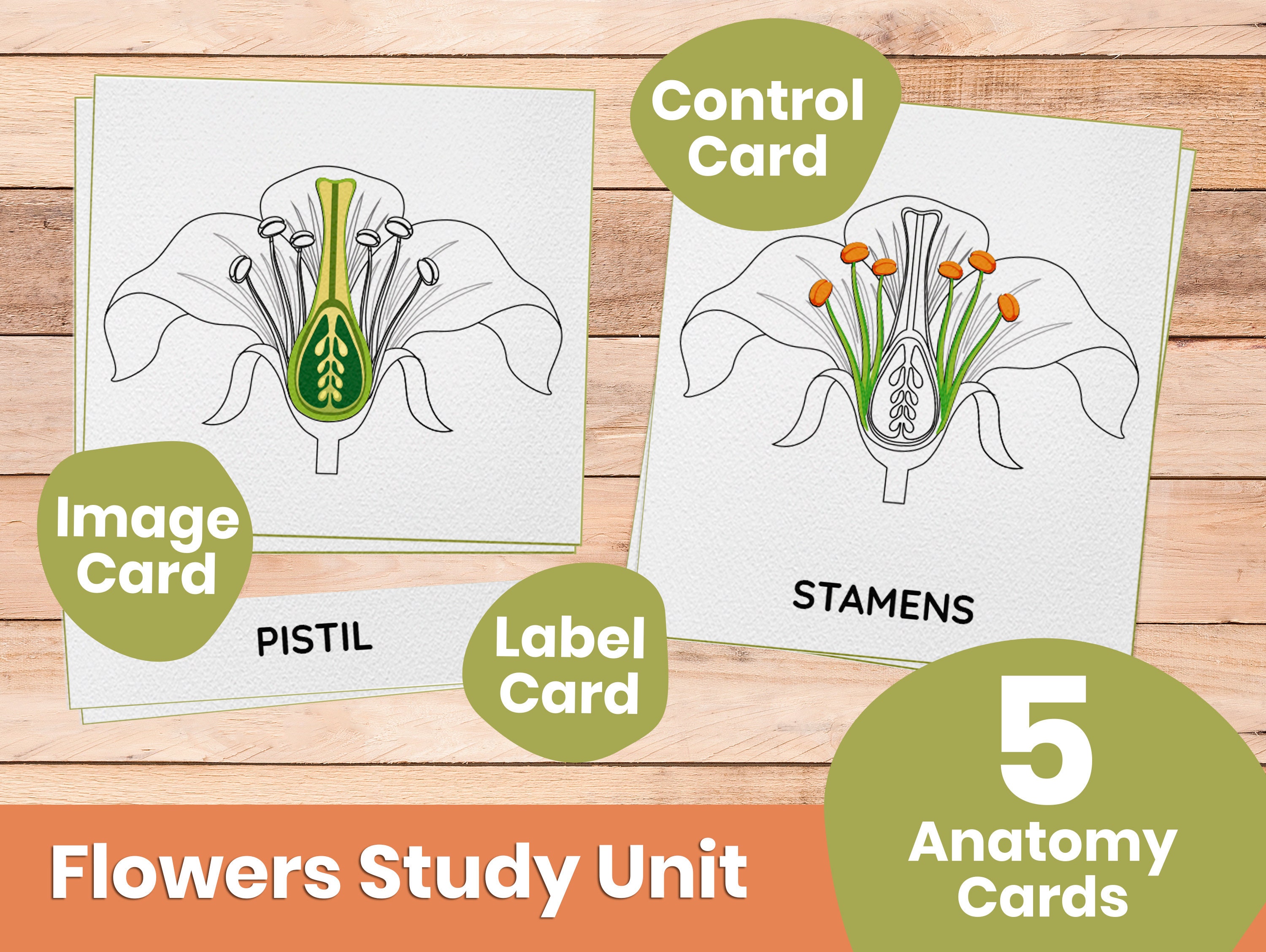 Flowers Unit Study - Printable to Learn About Flower Anatomy, Life ...