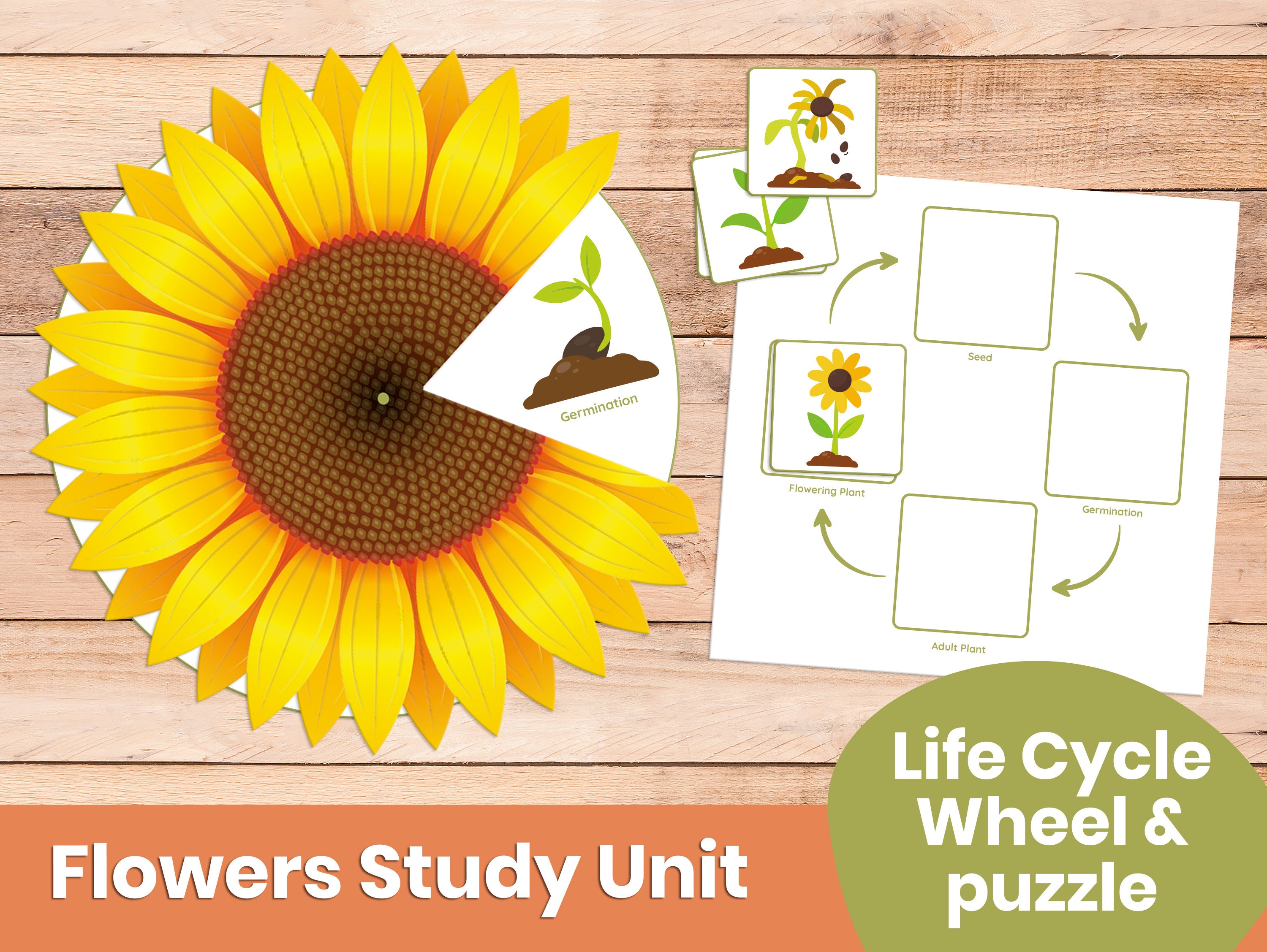 Flowers Unit Study - Printable to Learn About Flower Anatomy, Life ...