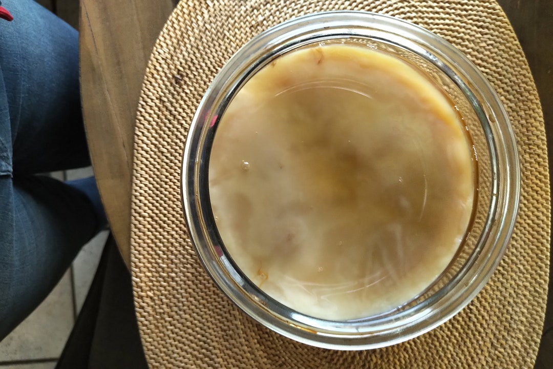 KOMBUCHA SCOBY Plus Starter Tea - Etsy