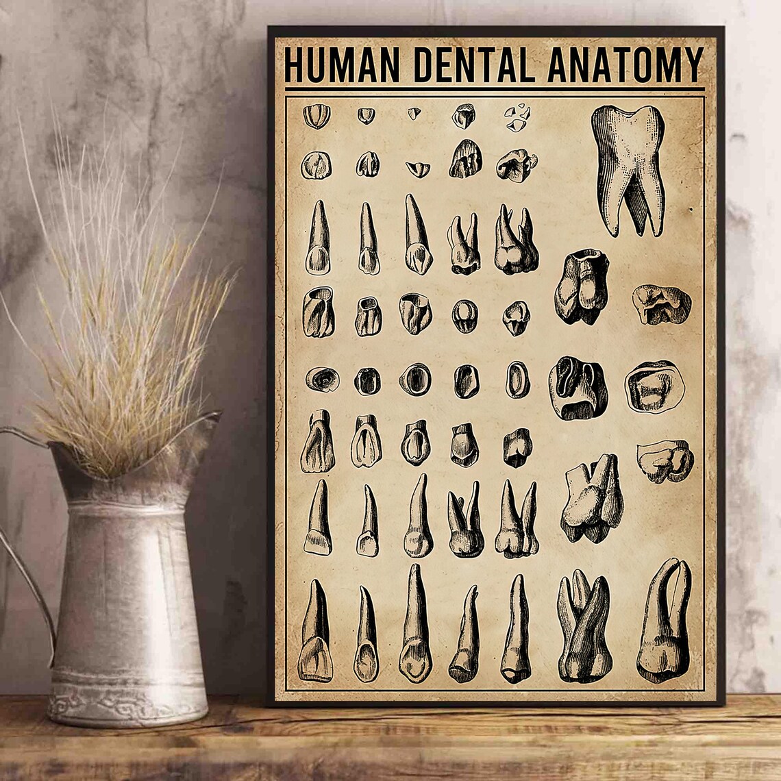 Human Dental Anatomy Dentistry Vertical Poster Human Dental - Etsy