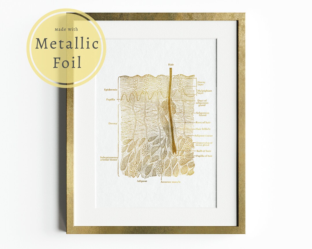 Skin Anatomy Art Dermatologist Gift Foil Print Skin Care Anatomy Poster ...