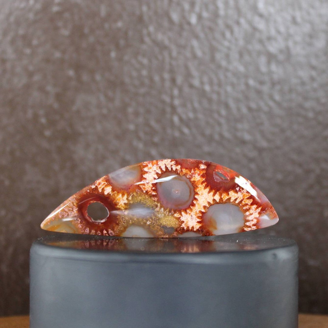 Fossilized Coral Agate Cabochon - Etsy