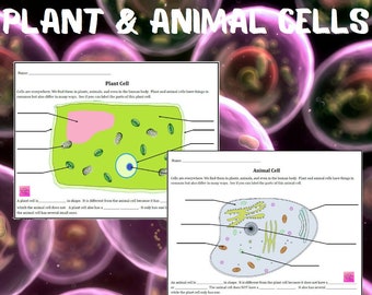Plant and Animal Cell Science Venn Diagram Worksheet | Etsy