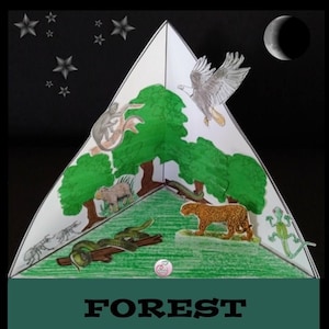 Forest Ecosystem Science Diorama Project - Etsy