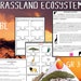 Grassland Ecosystem Science Diorama PBL | Etsy