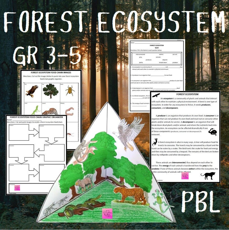 Forest Ecosystem Science Diorama Project - Etsy
