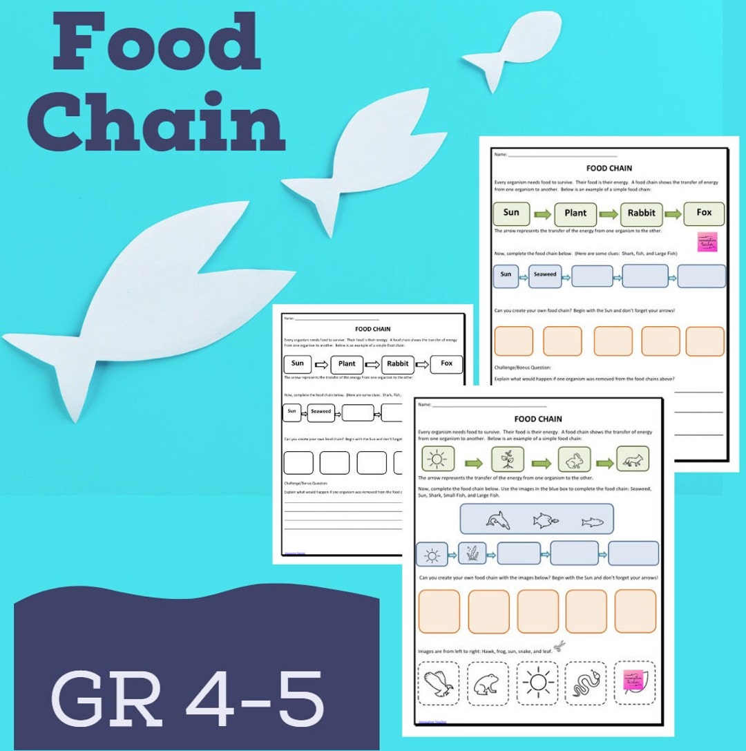 Food Chain NO Prep Science Worksheet - Etsy