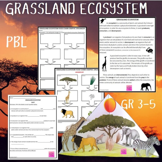 Grassland Ecosystem Food Chain