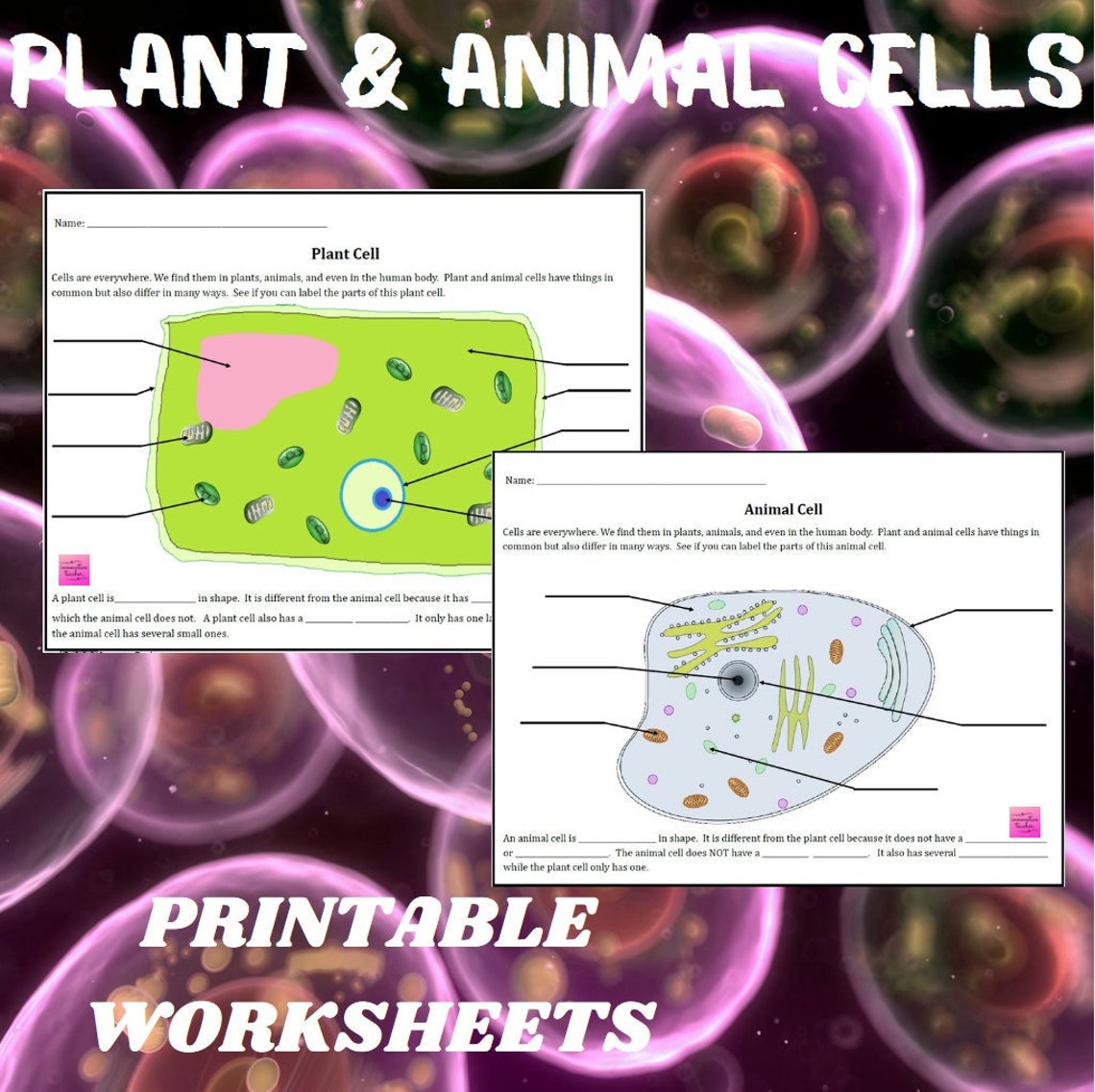 Plant and Animal Cell Science Worksheet - Etsy