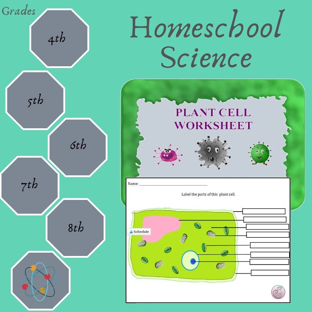 Plant Cell Science No Prep Worksheet - Etsy