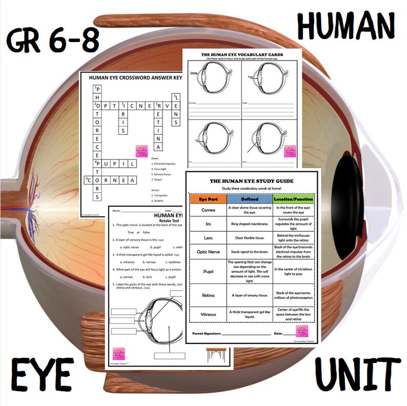 Human Eye Unit | Middle School Science - Etsy