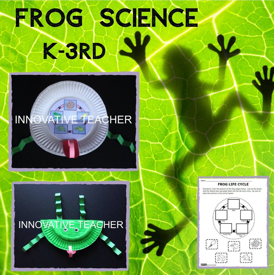 Frog Life Cycle Activity and Craft - Etsy
