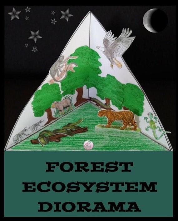 Forest Ecosystem Diorama