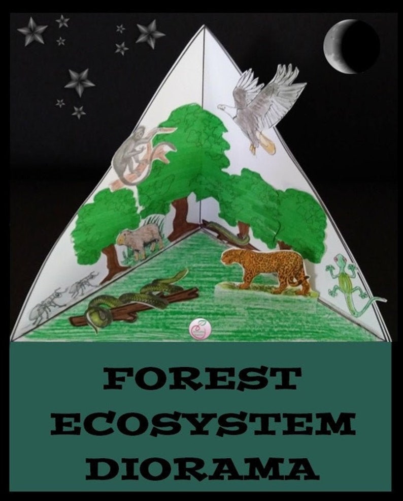 Forest Ecosystem Science Diorama Project - Etsy