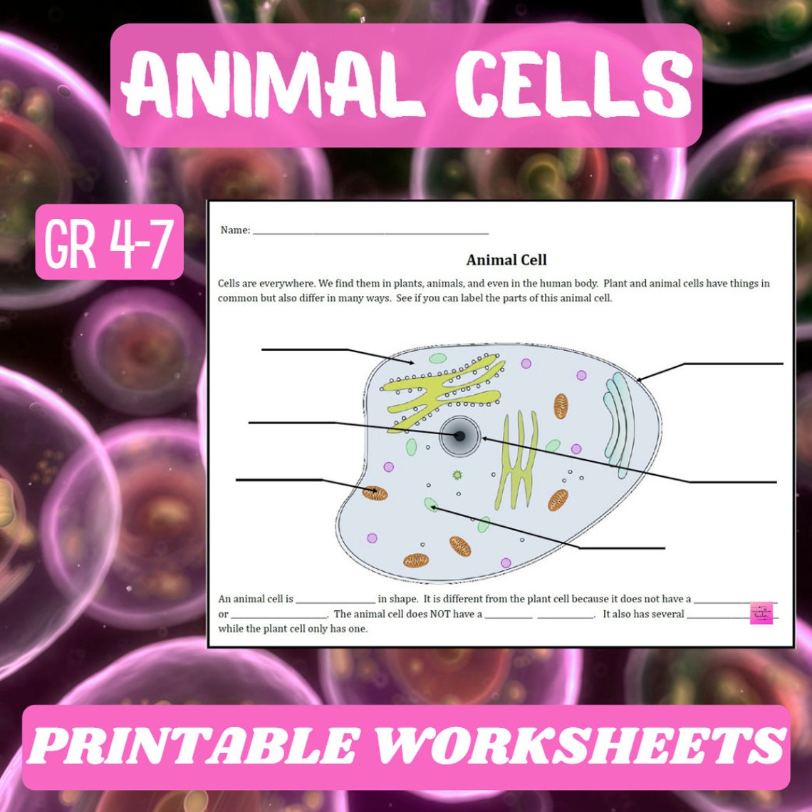 Plant and Animal Cell Science Worksheet - Etsy