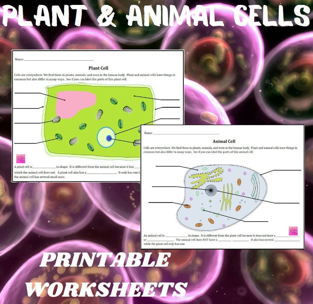 Plant and Animal Cell Science Worksheet - Etsy