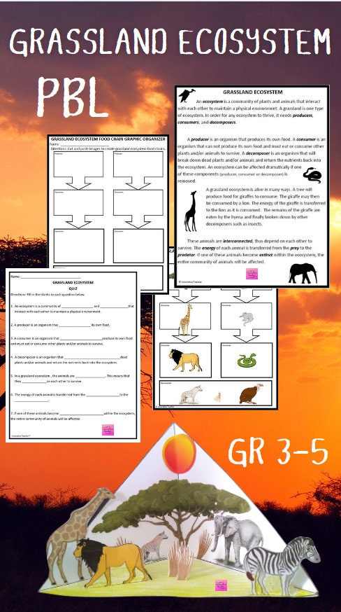 Grassland Ecosystem Food Chain