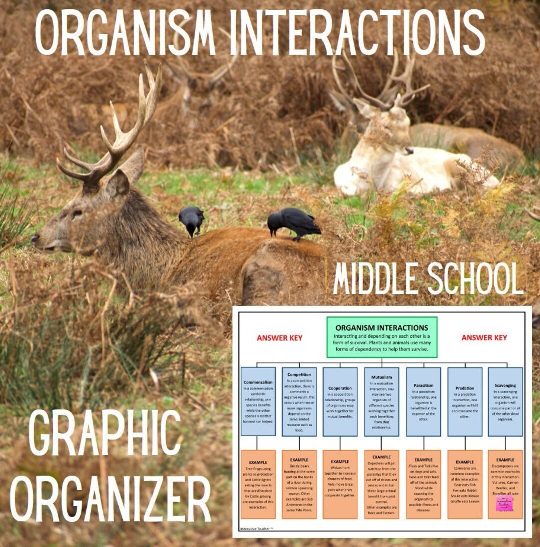 Interactions Among Organisms Graphic Organizer | Middle School Science ...