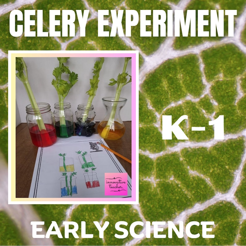 Early Science - Celery Experiment | K-1 - Etsy