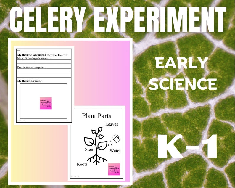 Early Science - Celery Experiment | K-1 - Etsy