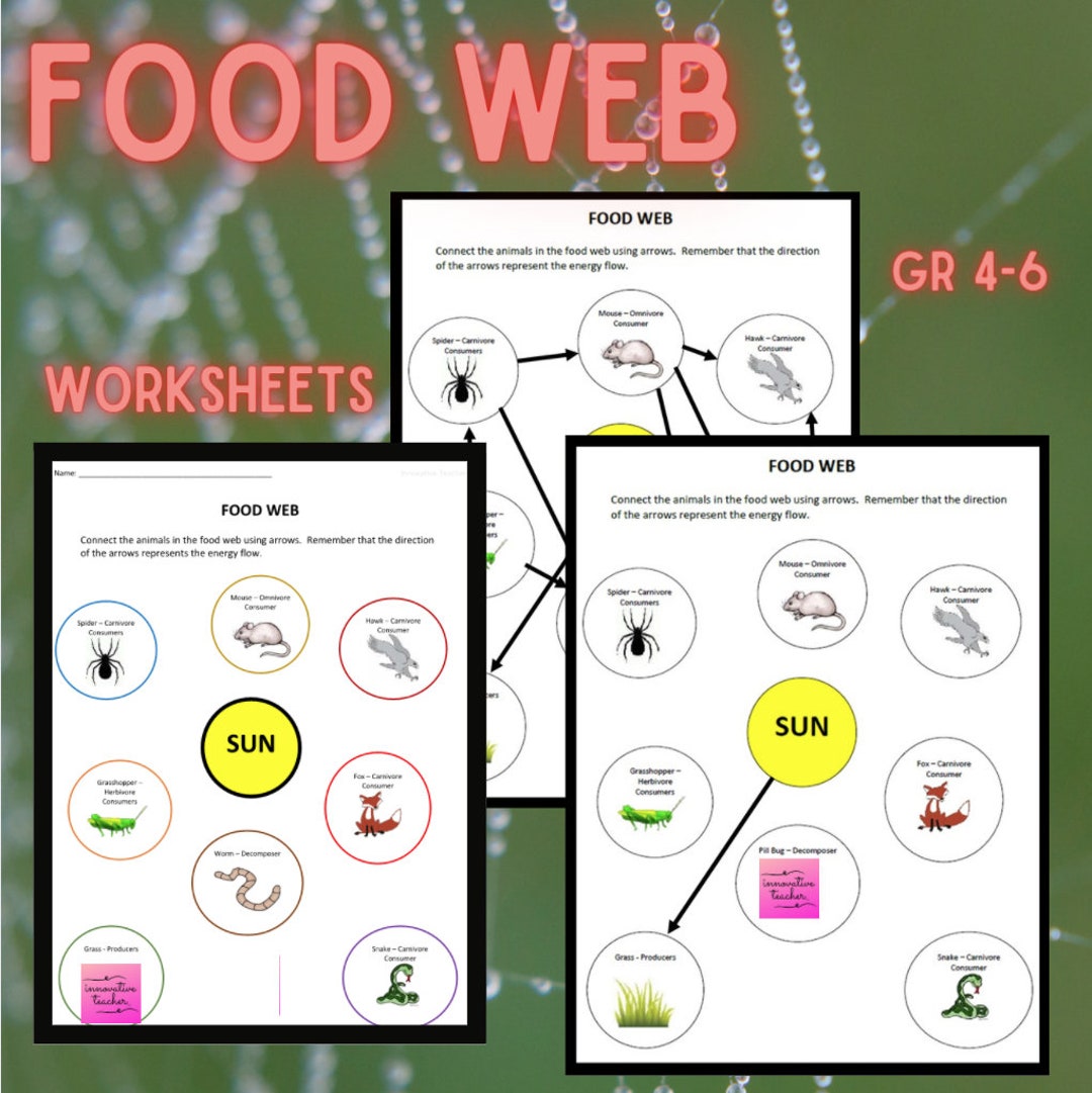 Food Web Science Worksheets - Etsy