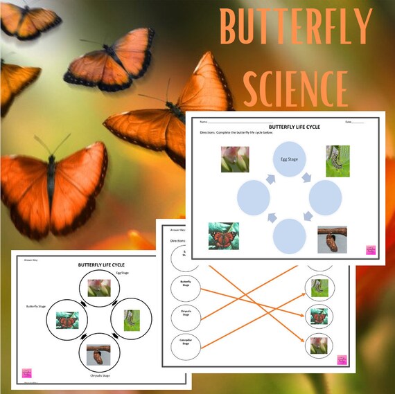 Butterfly Life Cycle Science Worksheets - Etsy