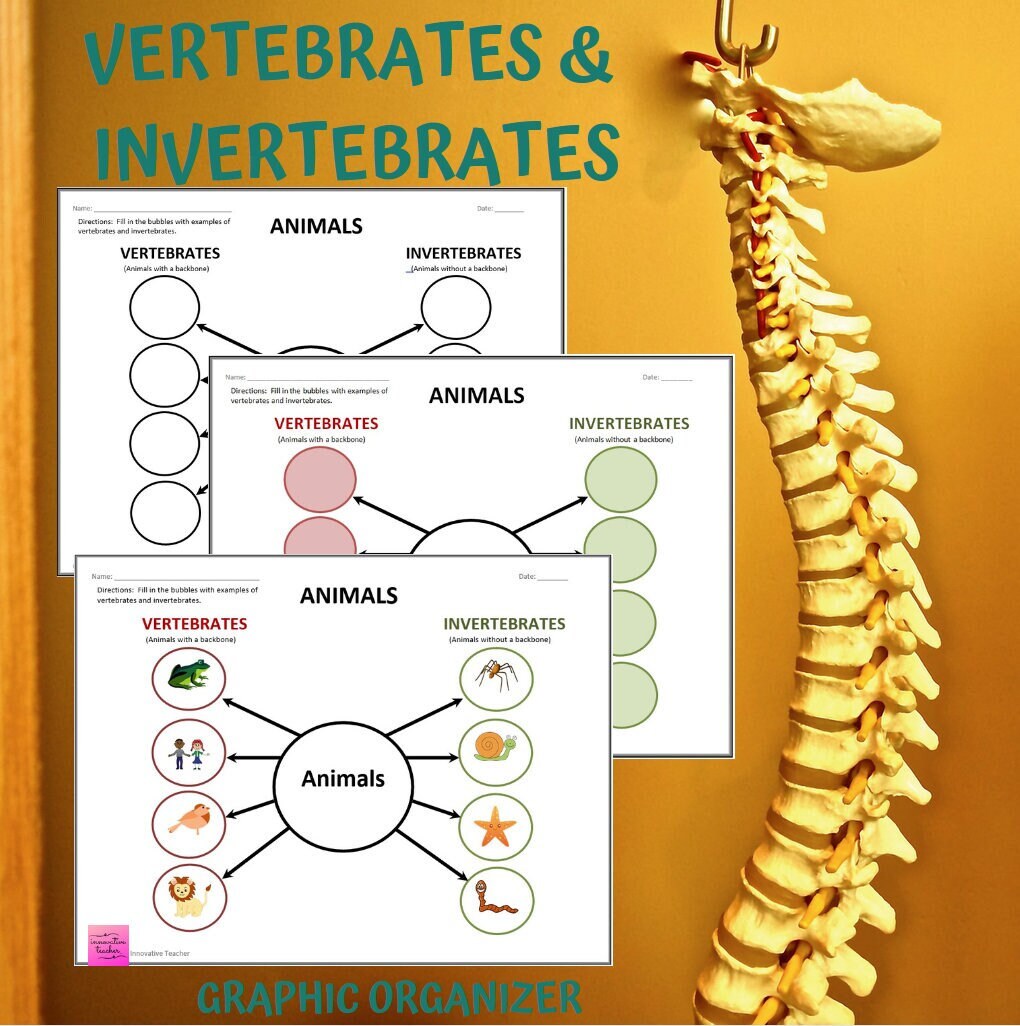 Vertebrates and Invertebrates Science Graphic Organizer | Etsy