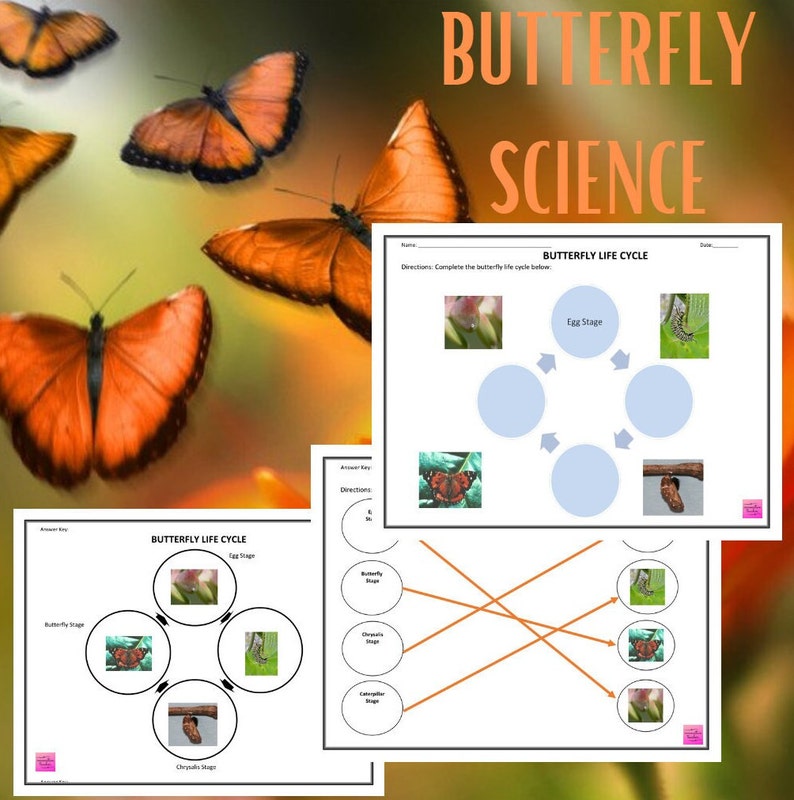 Butterfly Life Cycle Science Worksheets - Etsy