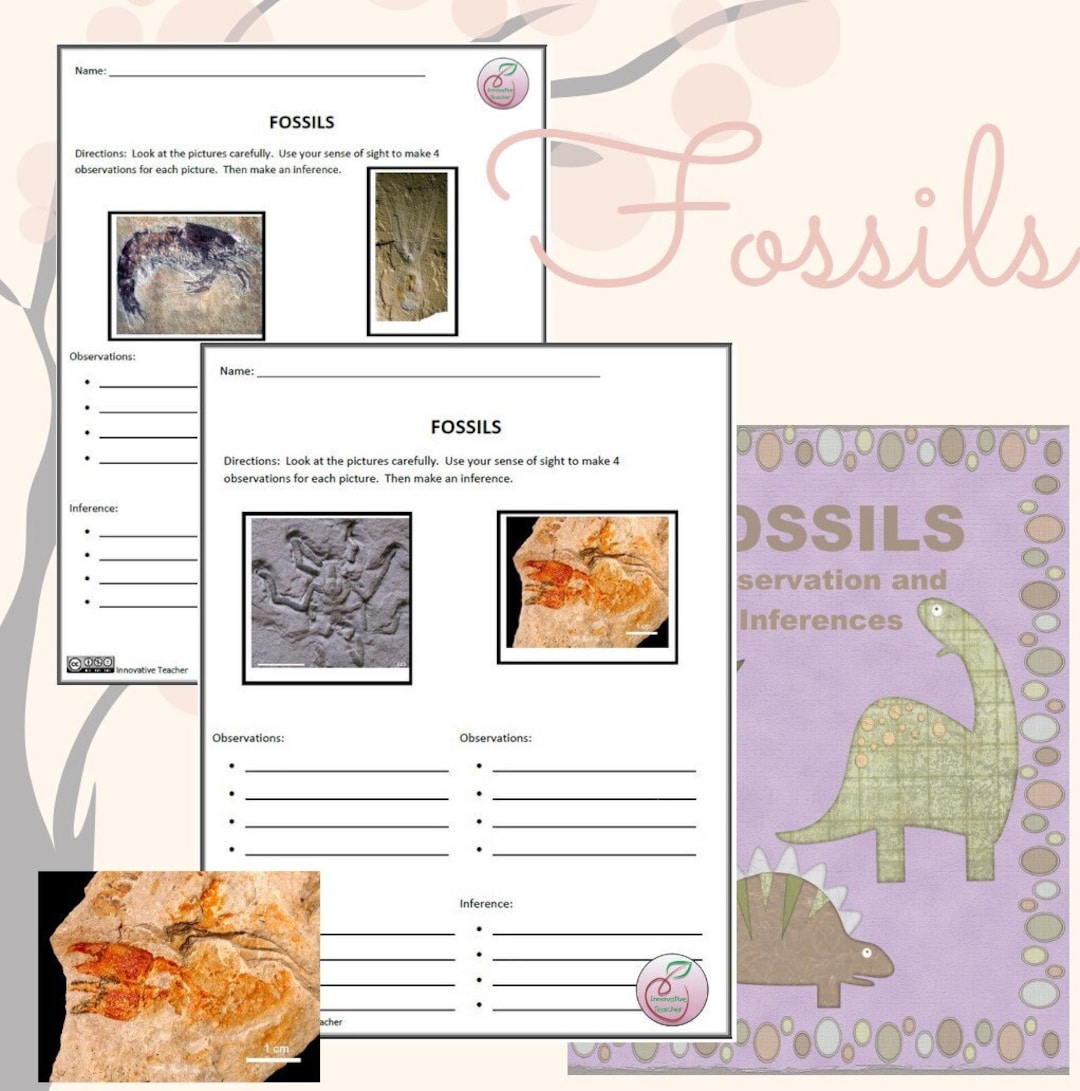 Fossil Observation and Inference No-prep Science Worksheet - Etsy