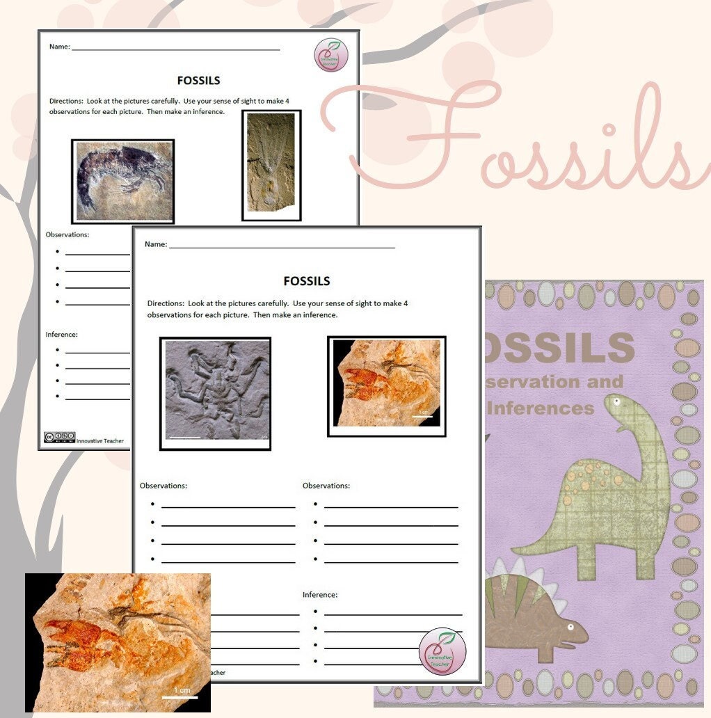 Fossil Observation and Inference No-prep Science Worksheet - Etsy