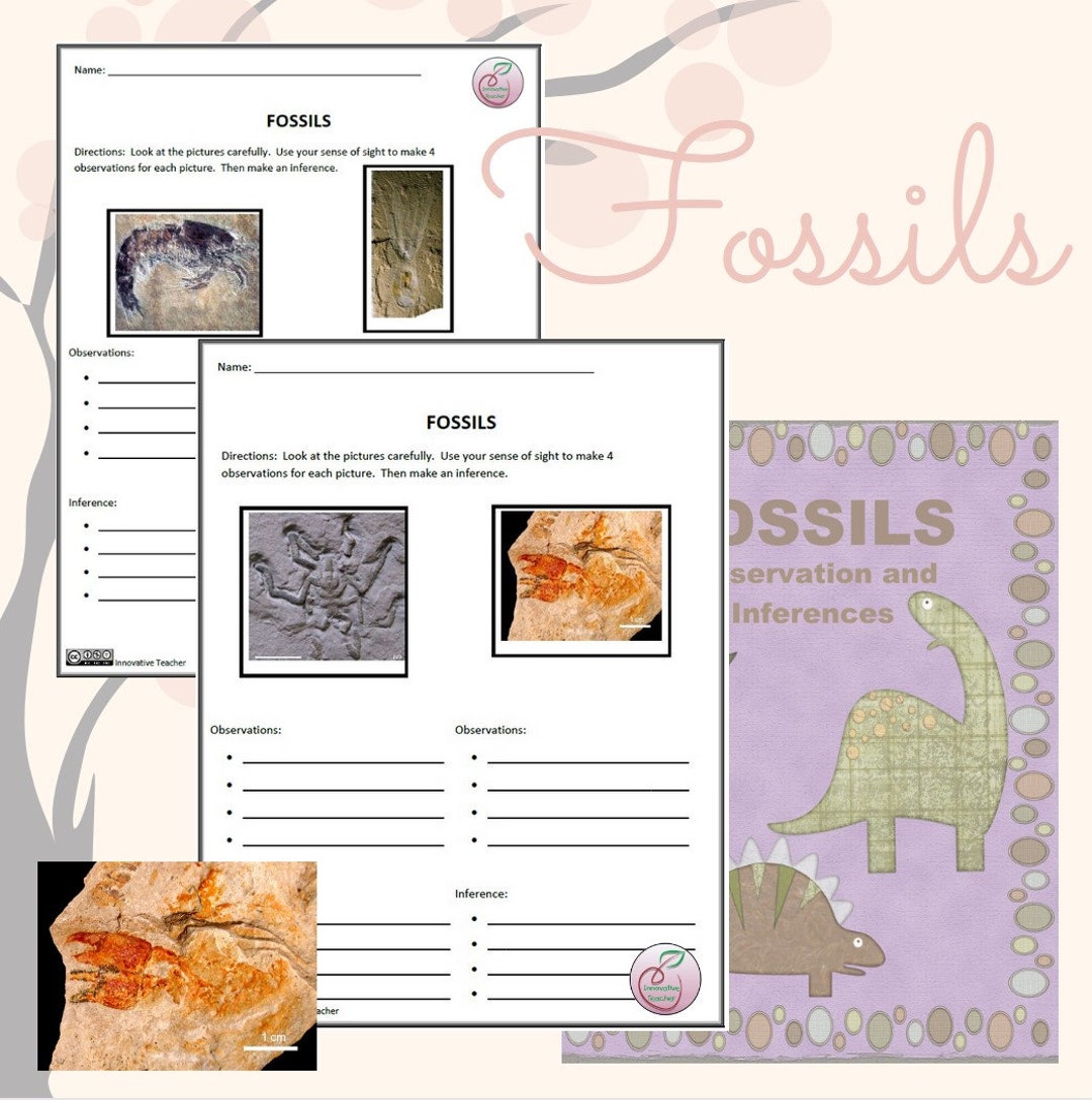 Fossil Observation and Inference No-prep Science Worksheet - Etsy