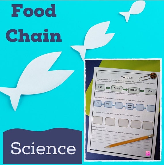 Food Chain NO Prep Science Worksheet | Etsy