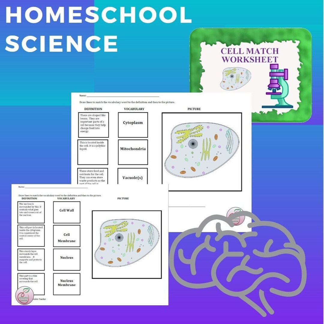 Cell Match NO Prep Science Worksheet - Etsy