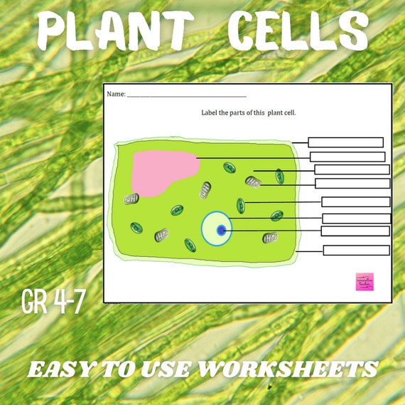 Biology Plant Cell Worksheet