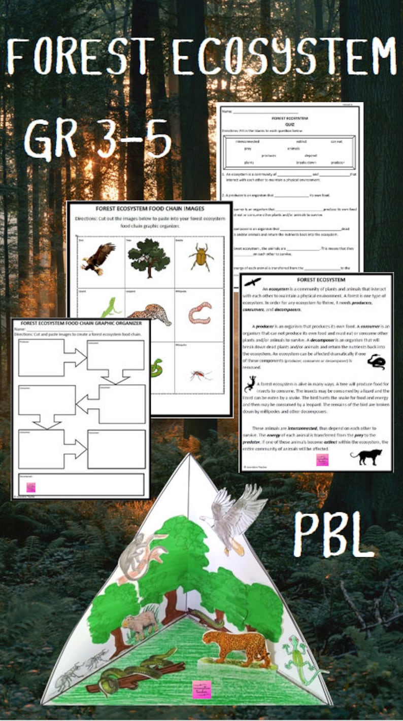 Forest Ecosystem Science Diorama Project - Etsy