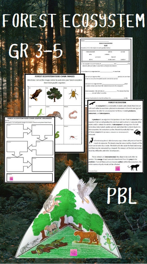 Forest Ecosystem Science Diorama Project - Etsy