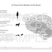 Peter’s Psycho-ed Handouts: Client Handouts and Therapist Resources for ...