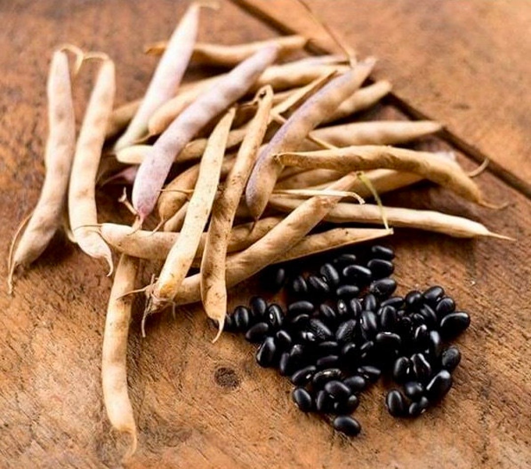 Black Turtle Bean Native American Heirloom Seeds - Etsy