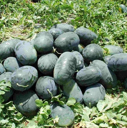 Illiniwek Red Seeded Watermelon Native American Heirloom - Etsy