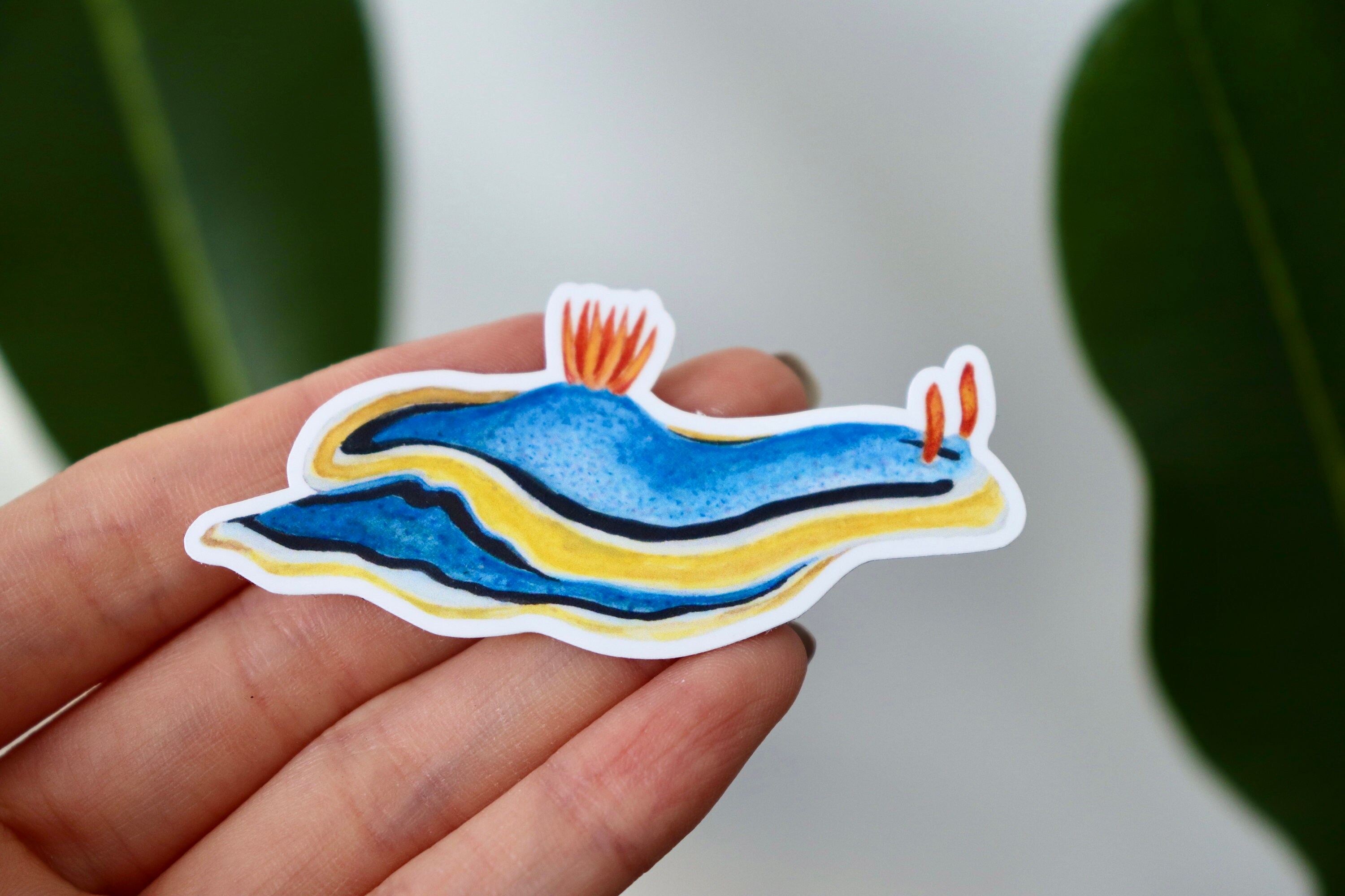 Nudibranch Sticker Set I Sea Slug Vinyl Sticker Marine Life | Etsy