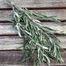 Olive Branches, Bunch of Olive Branches, Decorative Olive Stems , Dried ...