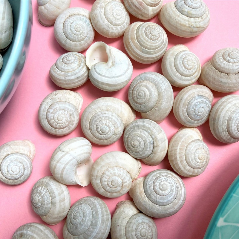 Snail Shells - Etsy