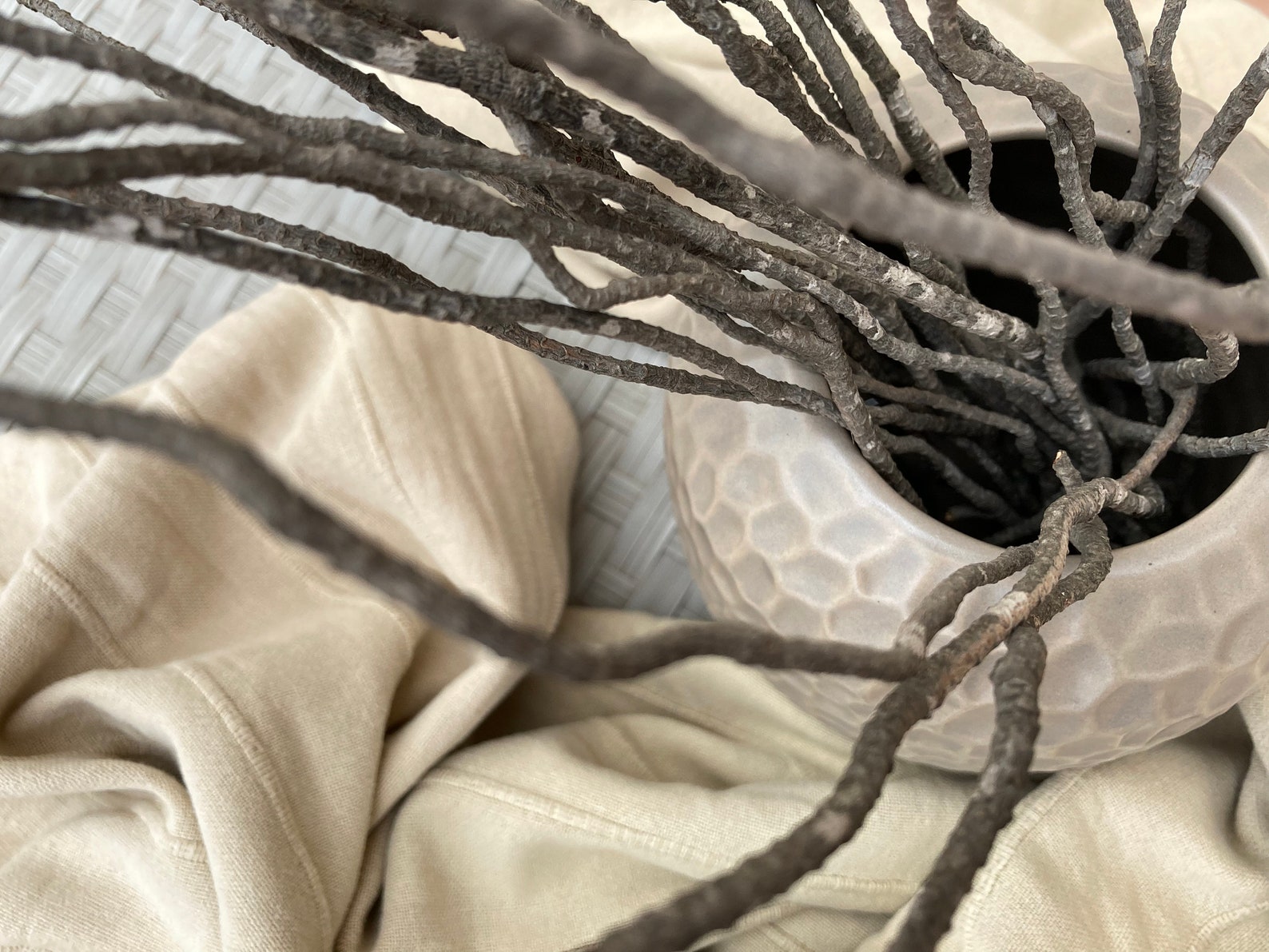 Curly Branches, Curvy Curly Dried Pine Tree Branches, Bundle of 25 ...